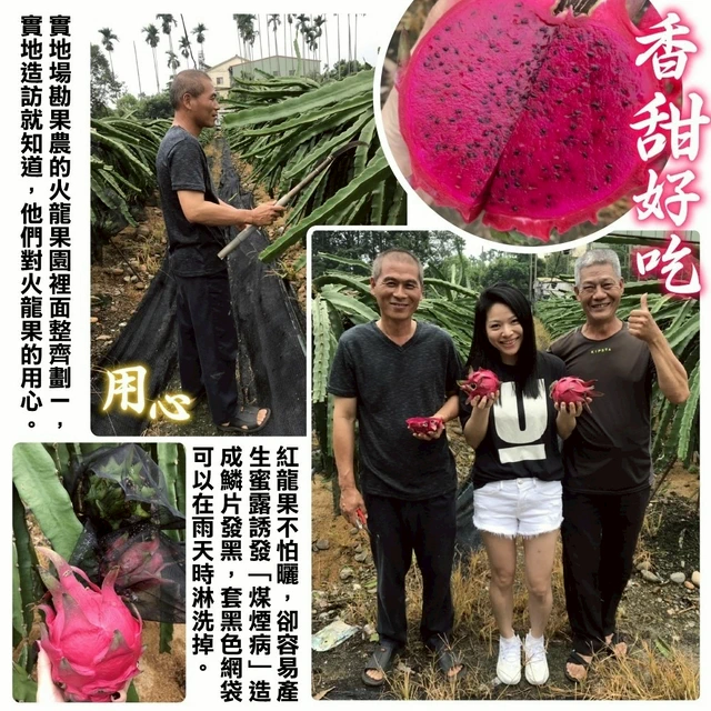 【切果季】台灣紅肉火龍果(10斤±10%/箱) | LINE 禮物